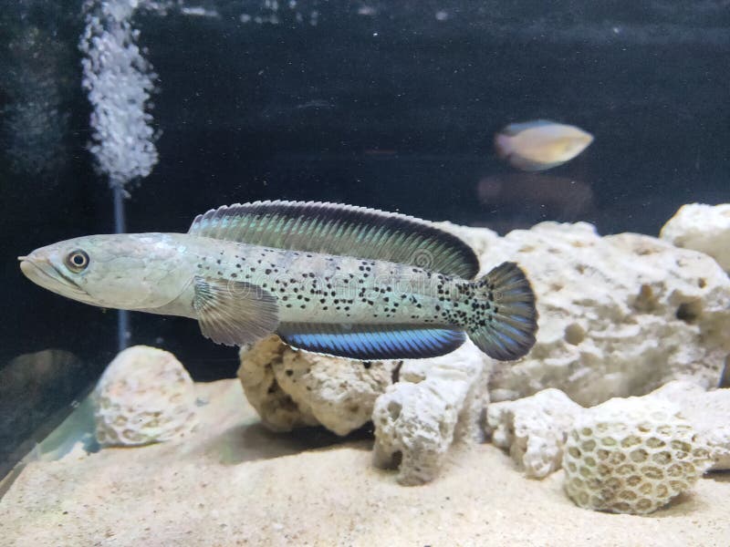 Beautiful Channa Fish Stock Photos - Free & Royalty-Free Stock Photos ...