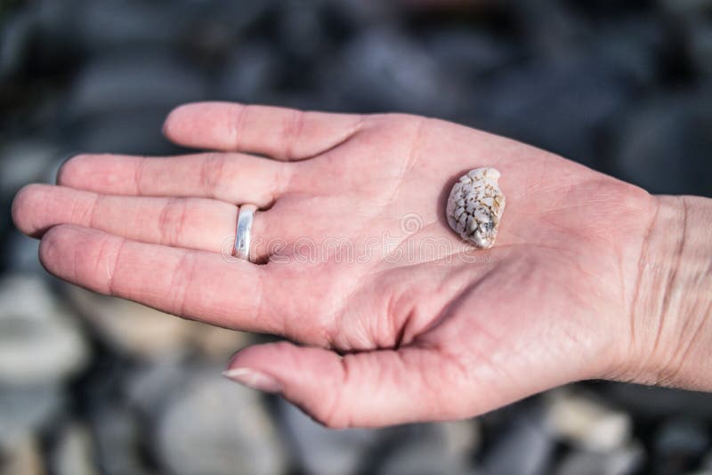 One Beautiful Shell on a Female Palm Stock Photo - Image of hand, bride ...