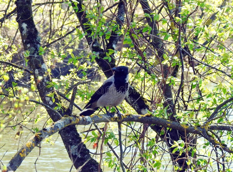 Crow Bird on Tree Branch, Lithuania Stock Image - Image of body, plant ...