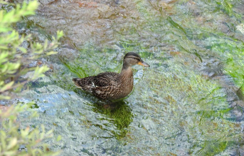 One Beautiful Duck Bird, Lithuania Stock Photo - Image of lithuania ...