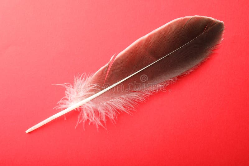 One Beautiful Feather on Red Background, Top View Stock Photo - Image ...