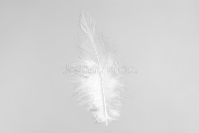 51,834 Beautiful Fluffy Feather Stock Photos - Free & Royalty-Free ...