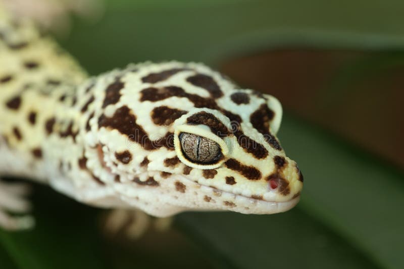 One Beautiful Gecko on Green Leaf, Macro View Stock Illustration ...