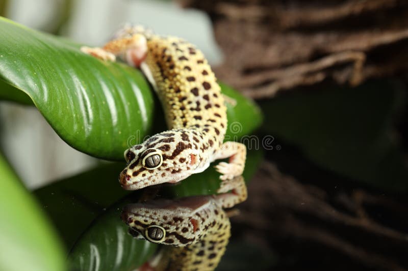 One Beautiful Gecko on Mirror Surface, Closeup. Space for Text Stock ...