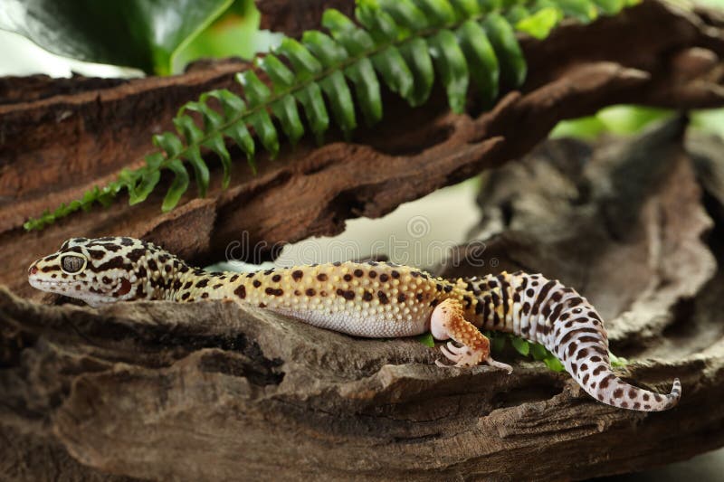 One Beautiful Gecko on Tree Bark. Exotic Pet Stock Photo - Image of ...