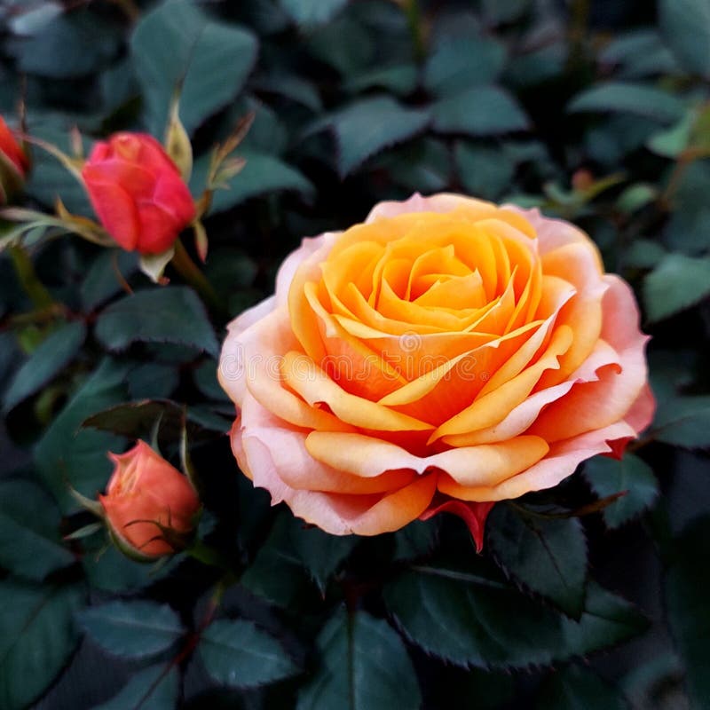 One Beautiful Head of the Rose Plant Stock Image - Image of yellow ...
