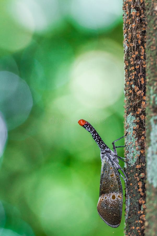 One Beautiful Lantern Bug - Fulgorid Planthoppers Stock Image - Image ...