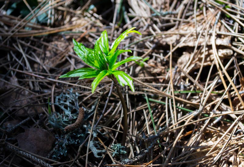 One Beautiful Moment. Nature is Waking Up and Spring is Coming Stock ...