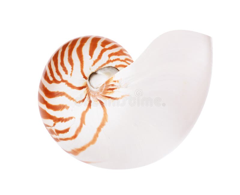 One Beautiful Nautilus Shell Isolated on White Stock Image - Image of ...
