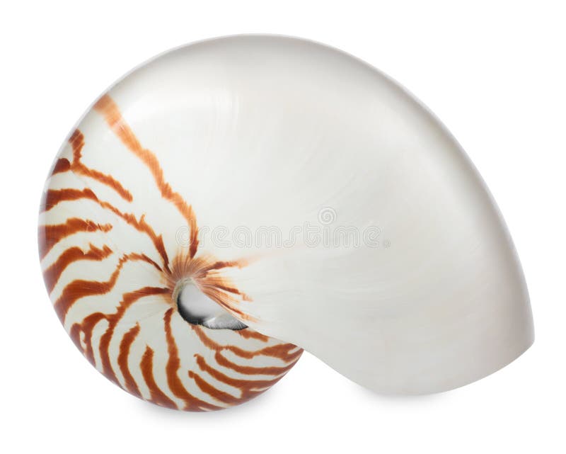 One Beautiful Nautilus Shell Isolated on White Stock Photo - Image of ...