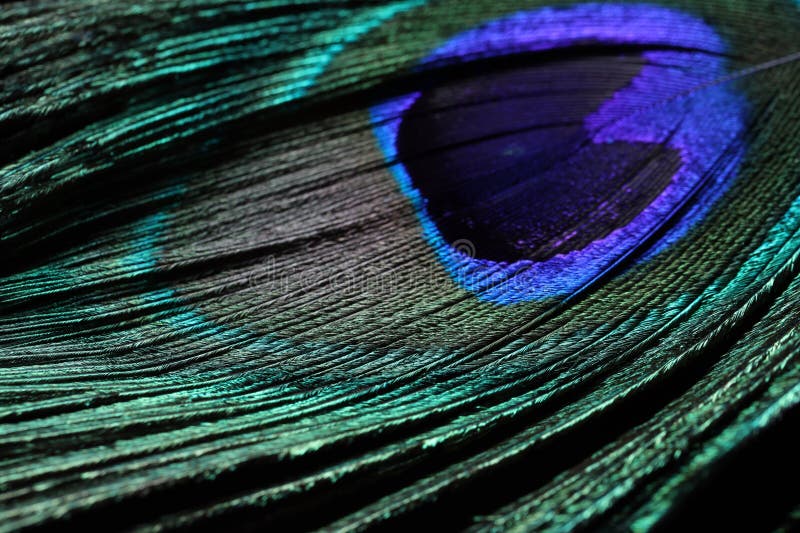 One Beautiful Peacock Feather on Black Background, Closeup Stock Image ...