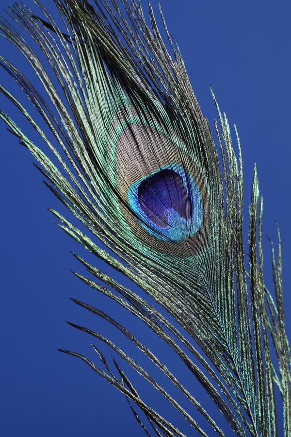 One Beautiful Peacock Feather on Blue Background, Closeup Stock Photo - Image of blue, elegance ...
