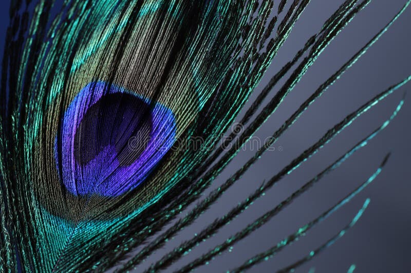 One Beautiful Peacock Feather on Grey Background, Closeup Stock Image ...