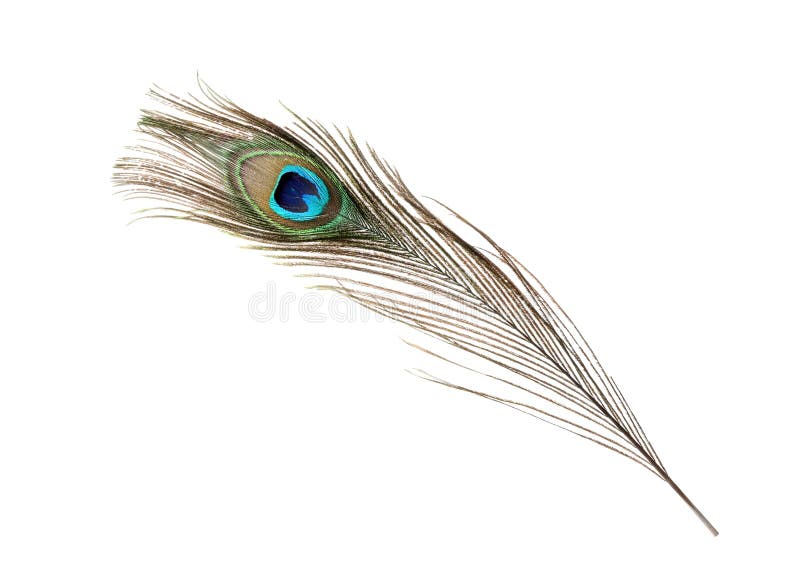 One Beautiful Peacock Feather Isolated on White Stock Image - Image of ...