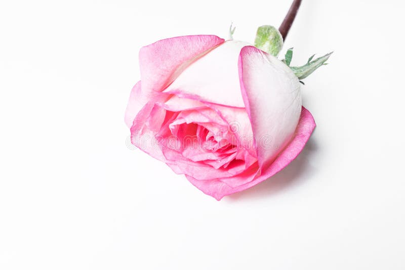 One Beautiful Pink Rose on a White Stock Photo - Image of card, petal ...