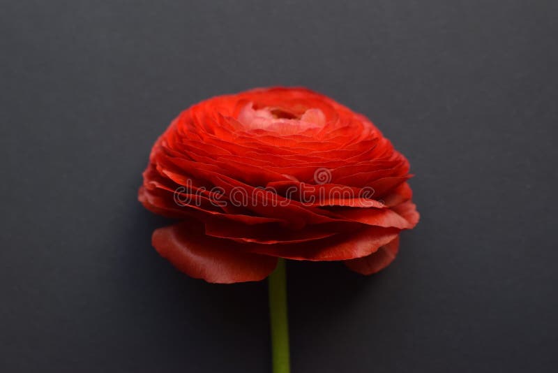 One Beautiful Ranunculus Flower of Red Color on a Dark Background Stock ...