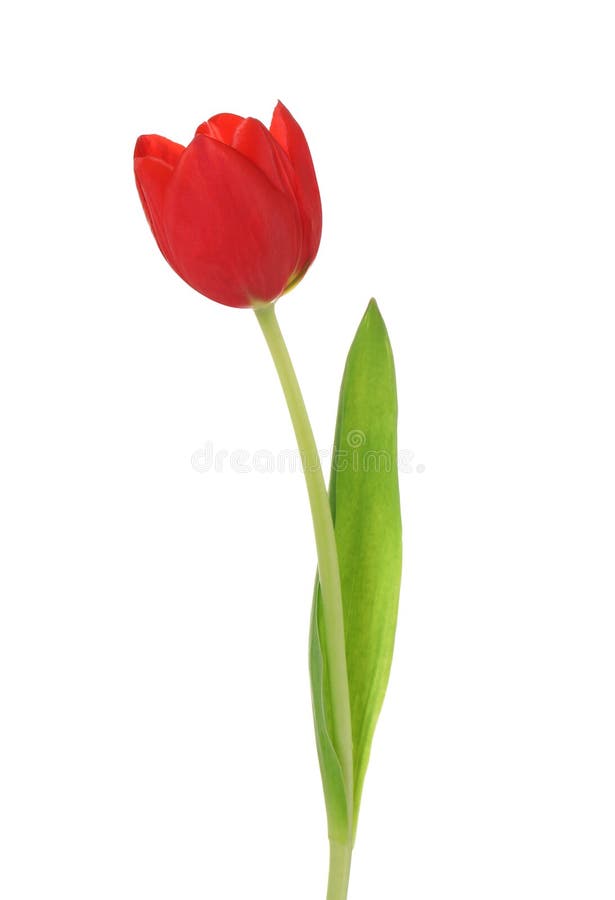 One Beautiful Red Tulip Isolated on White Stock Image - Image of plant ...