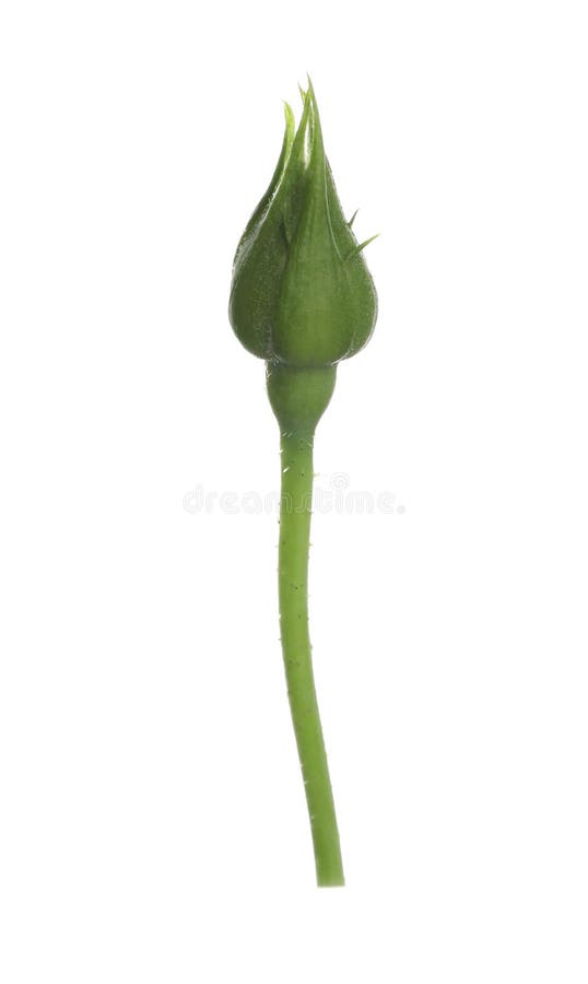 One Beautiful Rose Bud Isolated on White Stock Image - Image of aroma ...