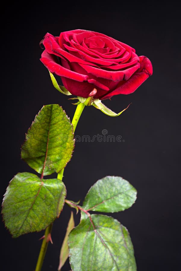 One beautiful rose stock image. Image of bloom, flower - 76738463
