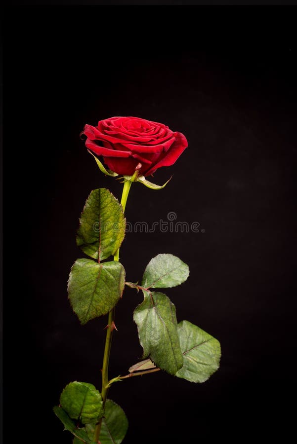 One beautiful rose stock image. Image of decoration, color - 76738467