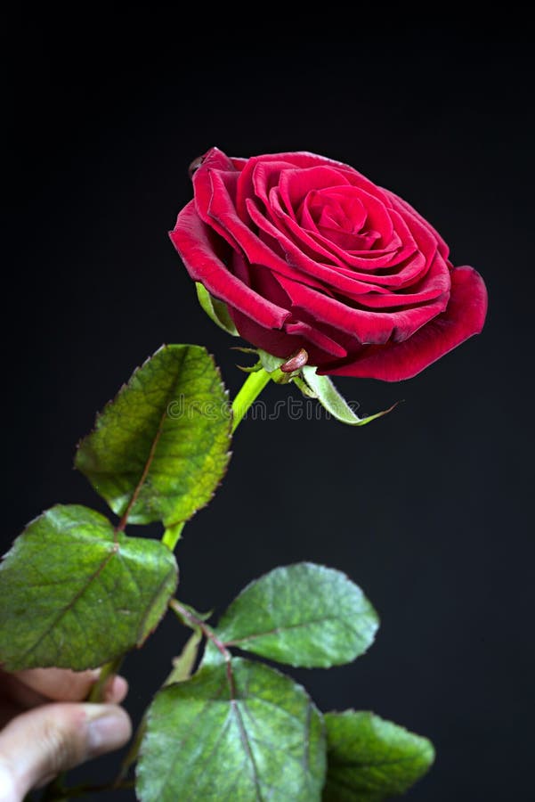 One beautiful rose stock image. Image of celebration - 77596411