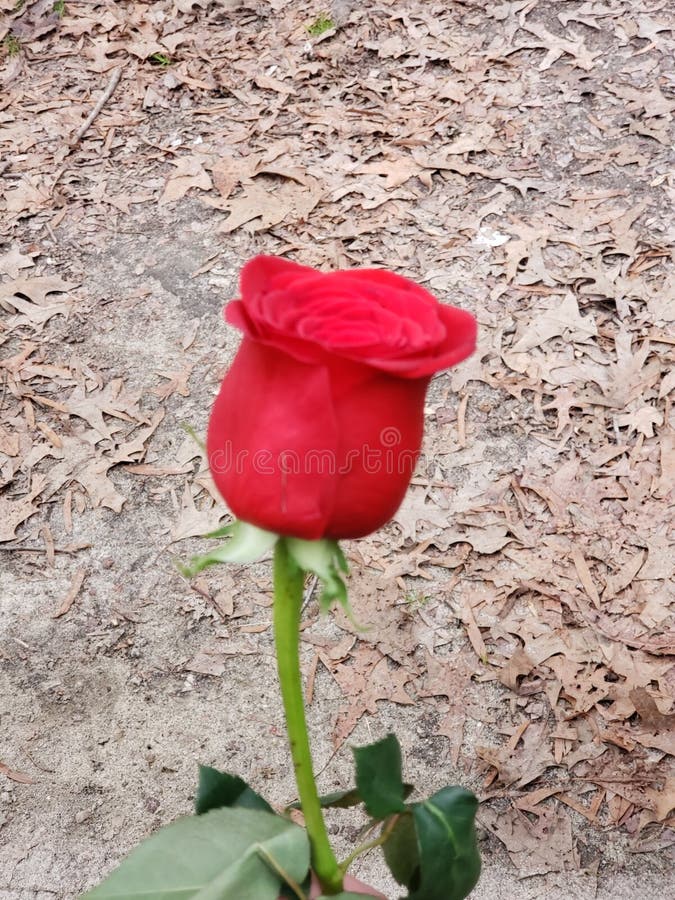 One Beautiful Rose for Sweet Lady Stock Image - Image of rose ...