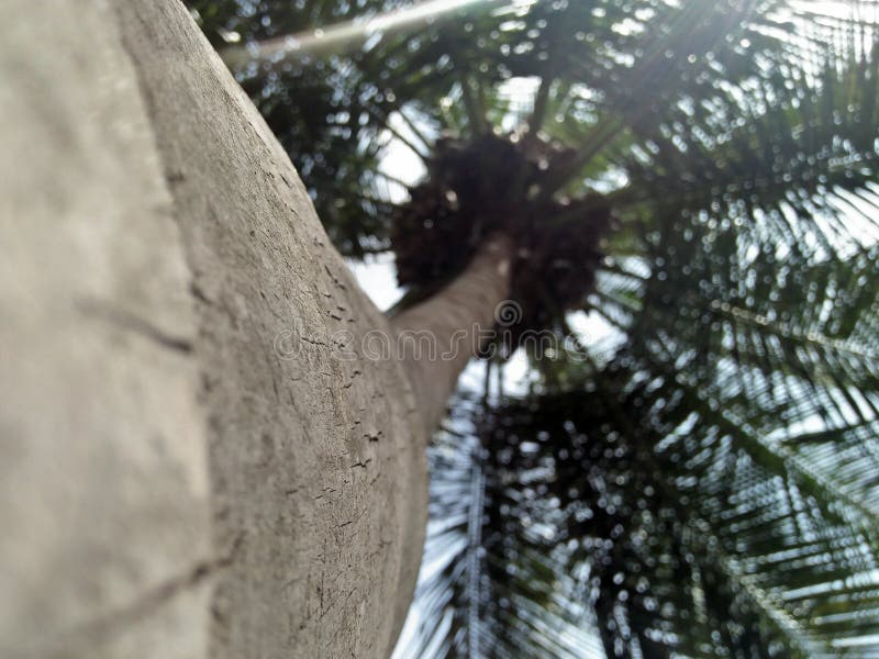 Coconut tree stock image. Image of coconut, side, beautiful - 122255809