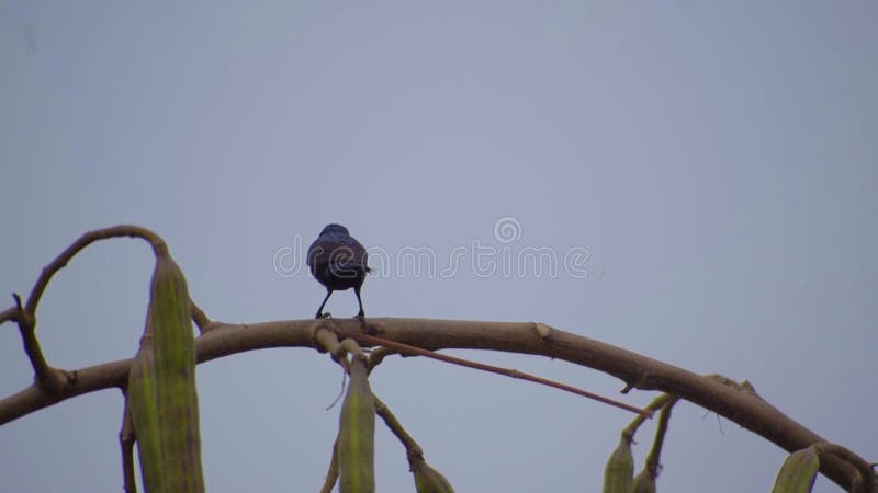 One Beautiful Sun Bird is Playing on the Branches of the Big Tree Stock Video - Video of ...
