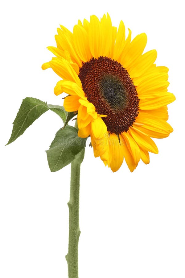 One Beautiful Sunflower with Bright Petals Isolated on White Stock ...