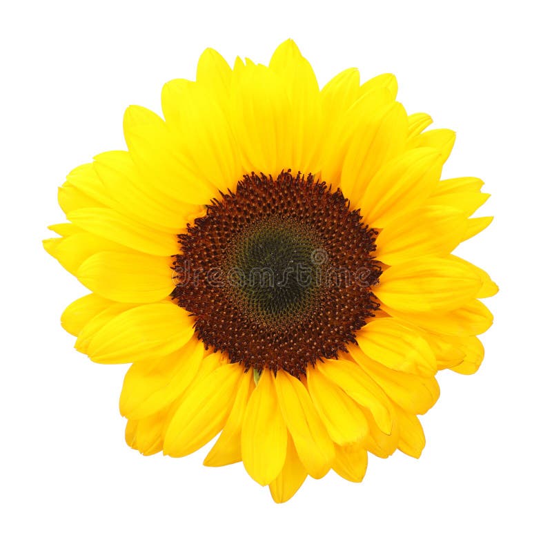 One Beautiful Sunflower with Bright Petals Isolated on White Stock ...