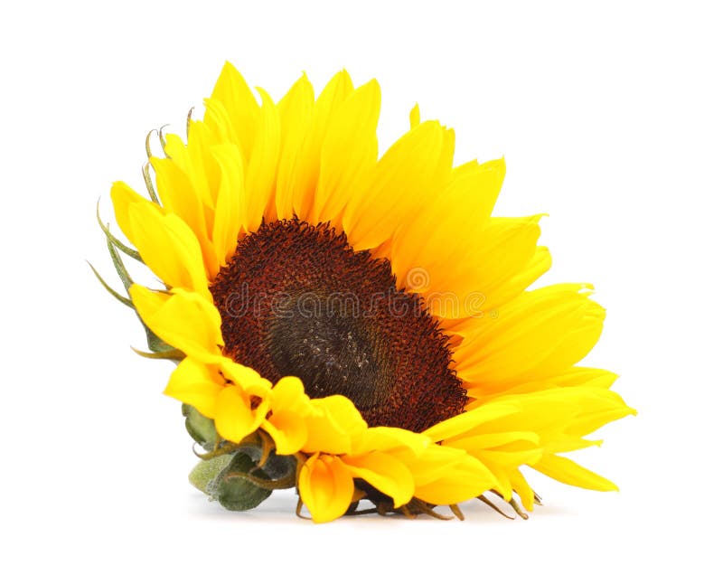 One Beautiful Sunflower with Bright Petals Isolated on White Stock ...