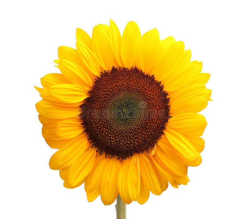 One Beautiful Sunflower with Bright Petals Isolated on White Stock ...