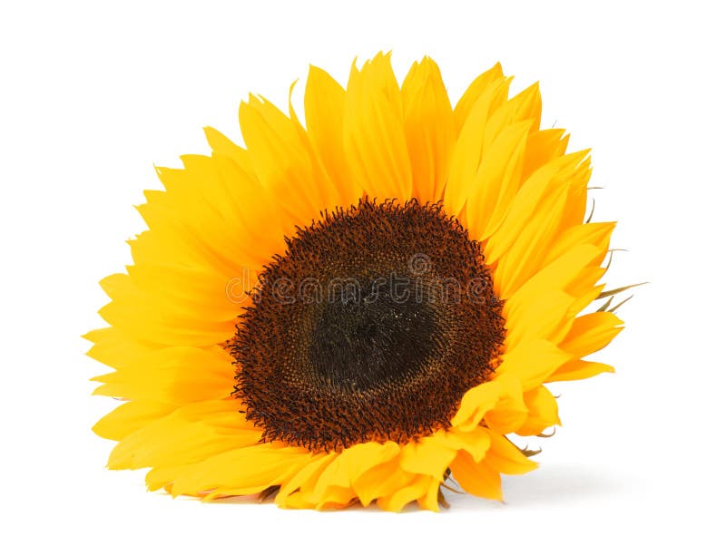 One Beautiful Sunflower with Bright Petals Isolated on White Stock ...