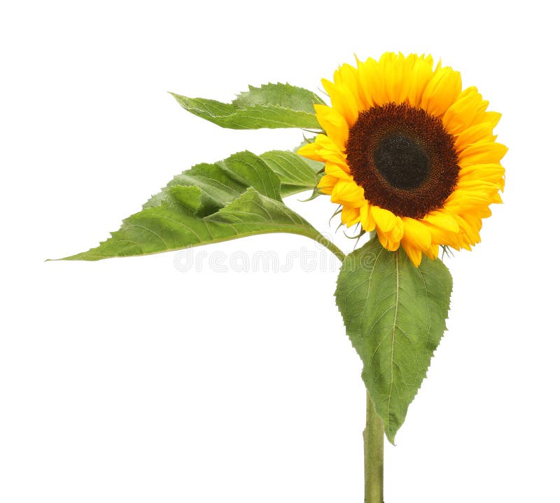 One Beautiful Sunflower with Leaves Isolated on White Stock Image ...