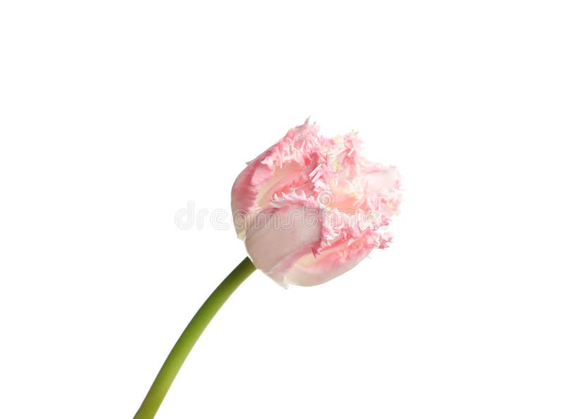 One Beautiful Tulip Flower Isolated on White Stock Image - Image of ...