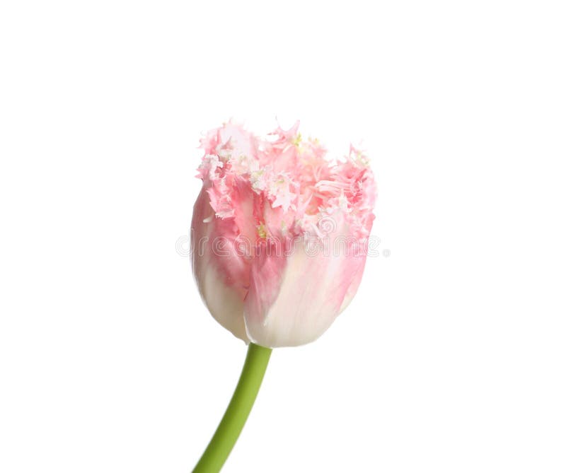 One Beautiful Tulip Flower Isolated on White Stock Image - Image of ...
