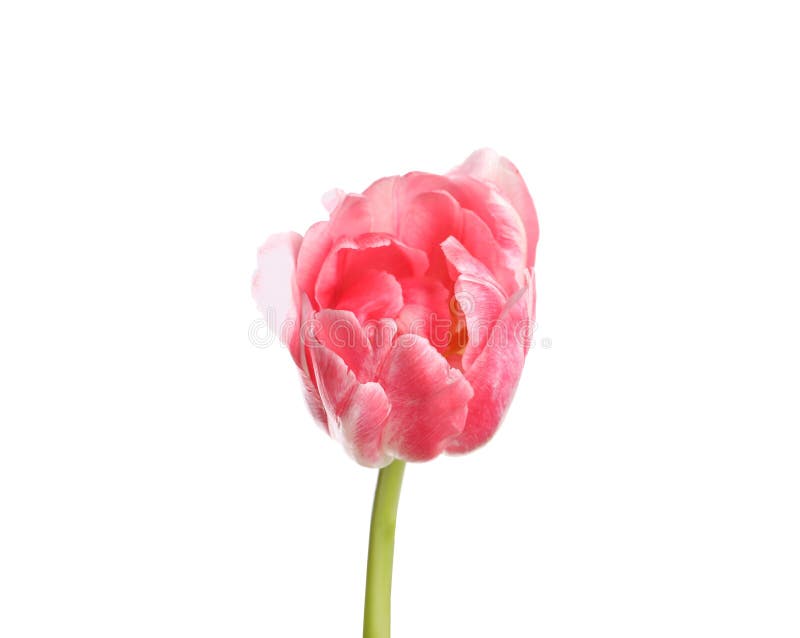 One Beautiful Tulip Flower Isolated on White Stock Image - Image of ...