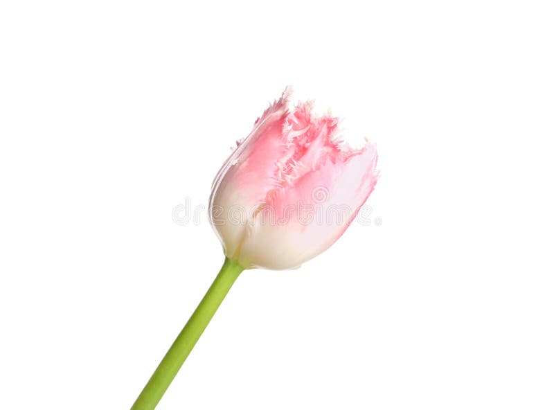 One Beautiful Tulip Flower Isolated on White Stock Image - Image of ...