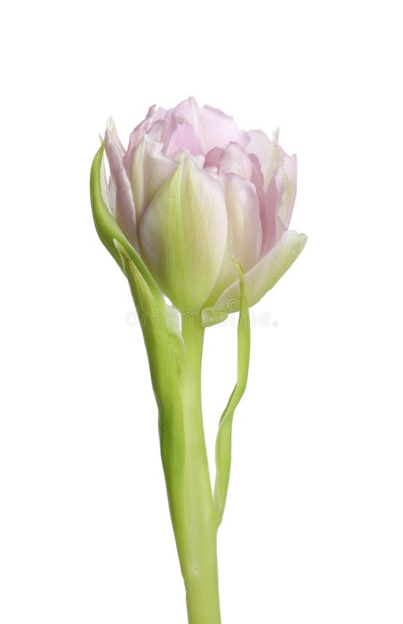 One Beautiful Tulip Flower Isolated on White Stock Photo - Image of ...