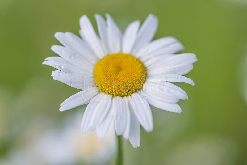 One Beautiful White Daisy on the Green Natural Background Stock Photo ...