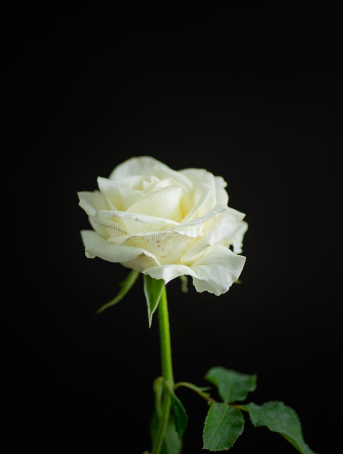 One Beautiful White Rose on Black Background Stock Image - Image of ...