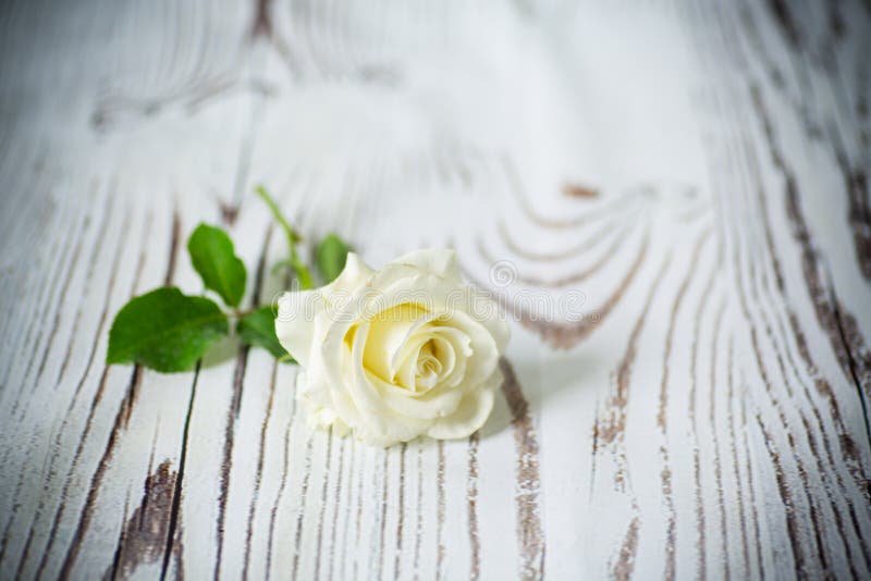 One Beautiful White Rose on a Wooden Table Stock Image - Image of ...