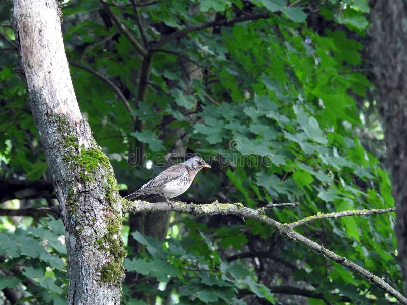 Nice Thrush Bird on Tree Branch, Lithuania Stock Image - Image of wild ...