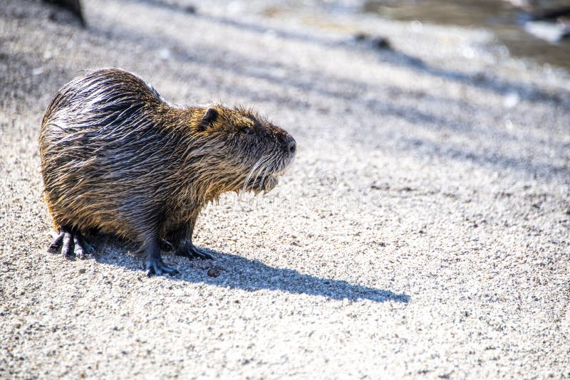 One Beaver Walking on the Shore Stock Photo - Image of life, coat ...