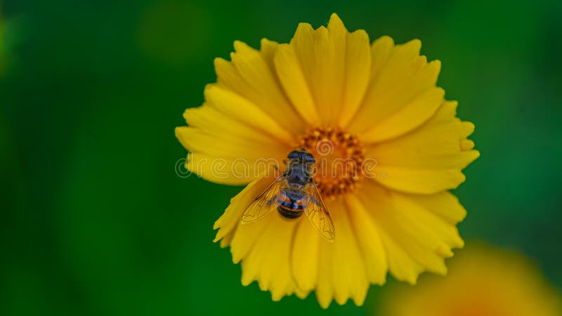 One Bee Drone Collects Nectar on a Yellow Flower Stock Photo - Image of ...