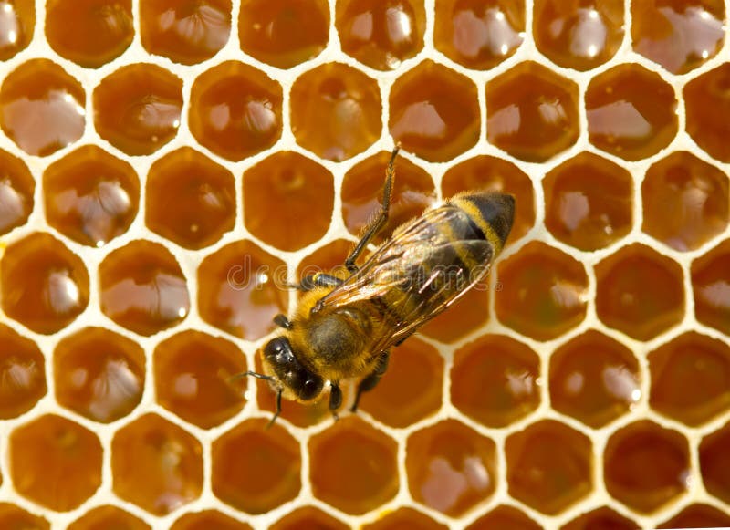 One bee on honeycombs stock image. Image of legs, relaxation - 152454007