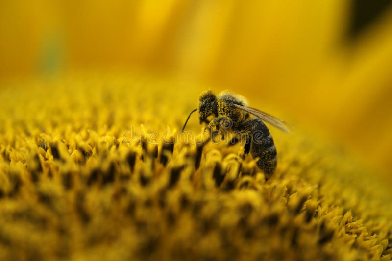 One bee working stock photo. Image of yellow, gathering - 42875448