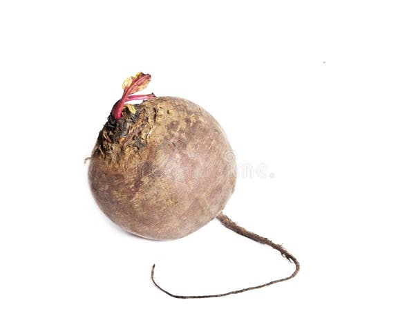 One beet stock image. Image of single, supplement, isolated - 15823013