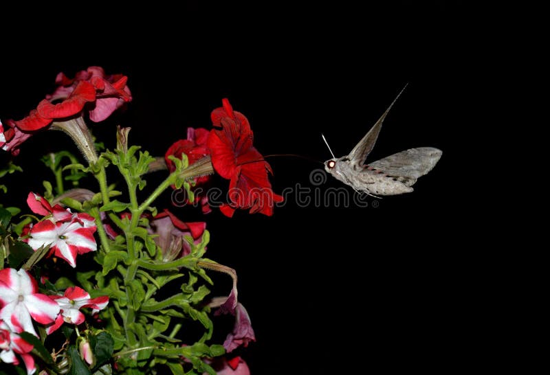 One Beetle in Flight on a Flower Stock Image - Image of color, animal ...