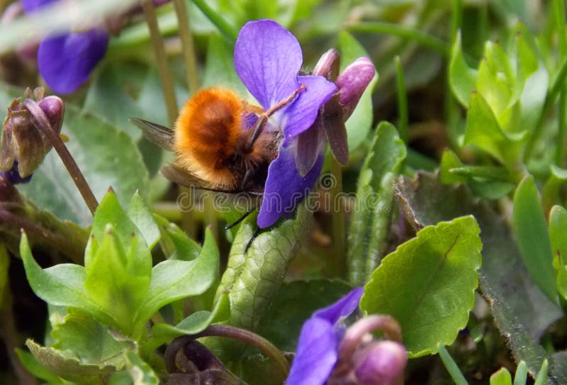 Beetle and spring heat stock image. Image of beetle - 163014307
